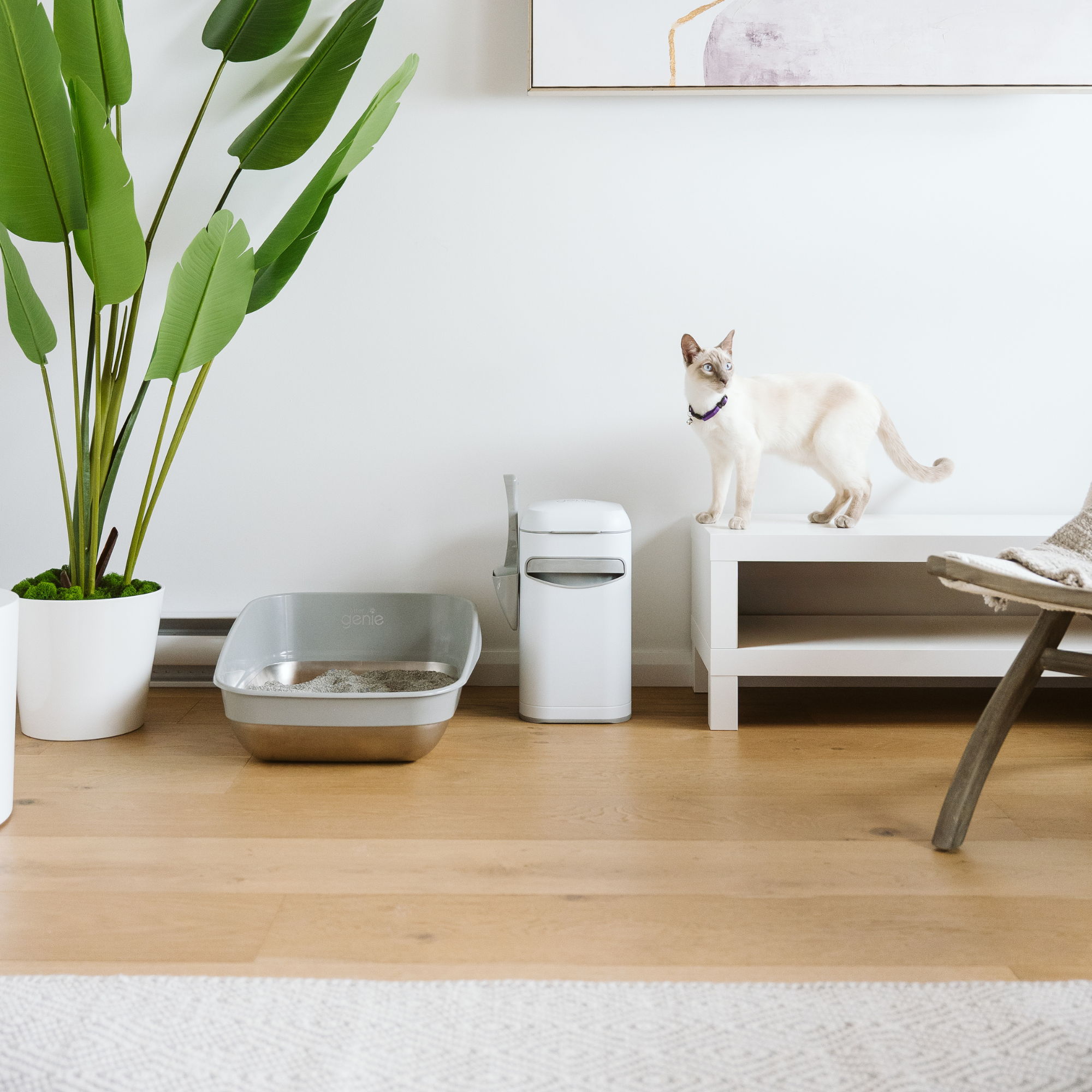 The Clean and Stylish Solution Your Cat’s Litter Area Deserves – litter ...