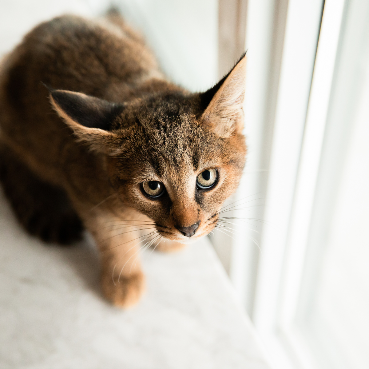 Que faire si mon chat a peur des gens ? – litter genie